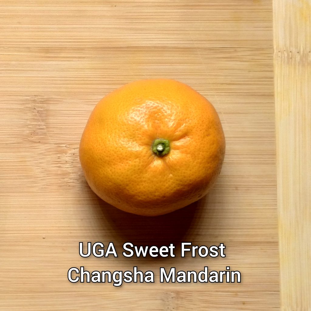 Mandarin Orange Trees – The Mulberries